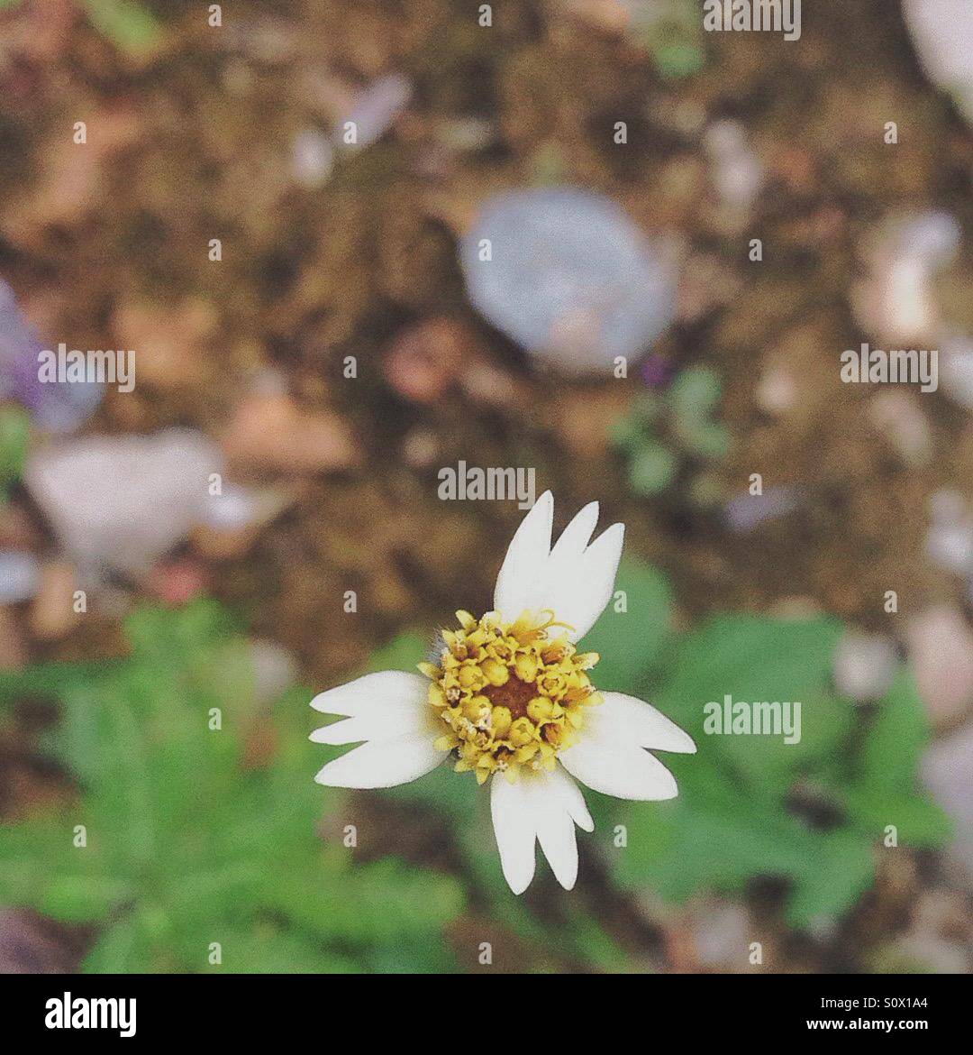 Missing petals hi-res stock photography and images - Alamy