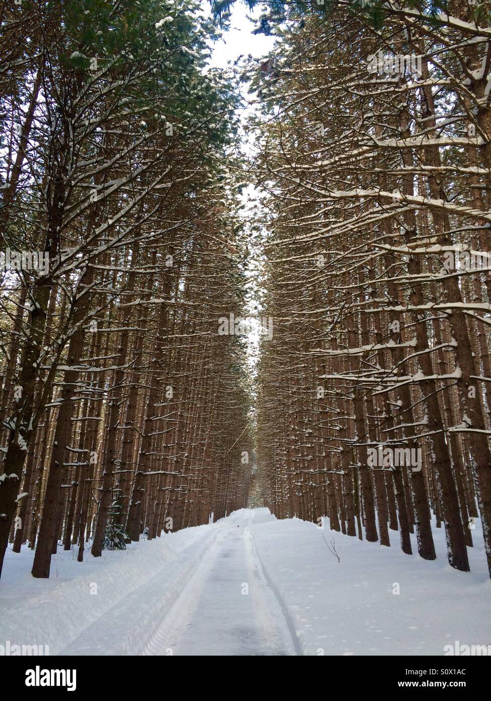 Red pine forest hi-res stock photography and images - Alamy