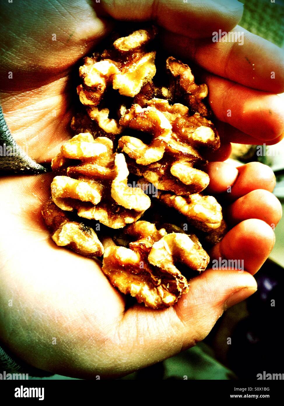 Hands full of Walnuts Stock Photo - Alamy