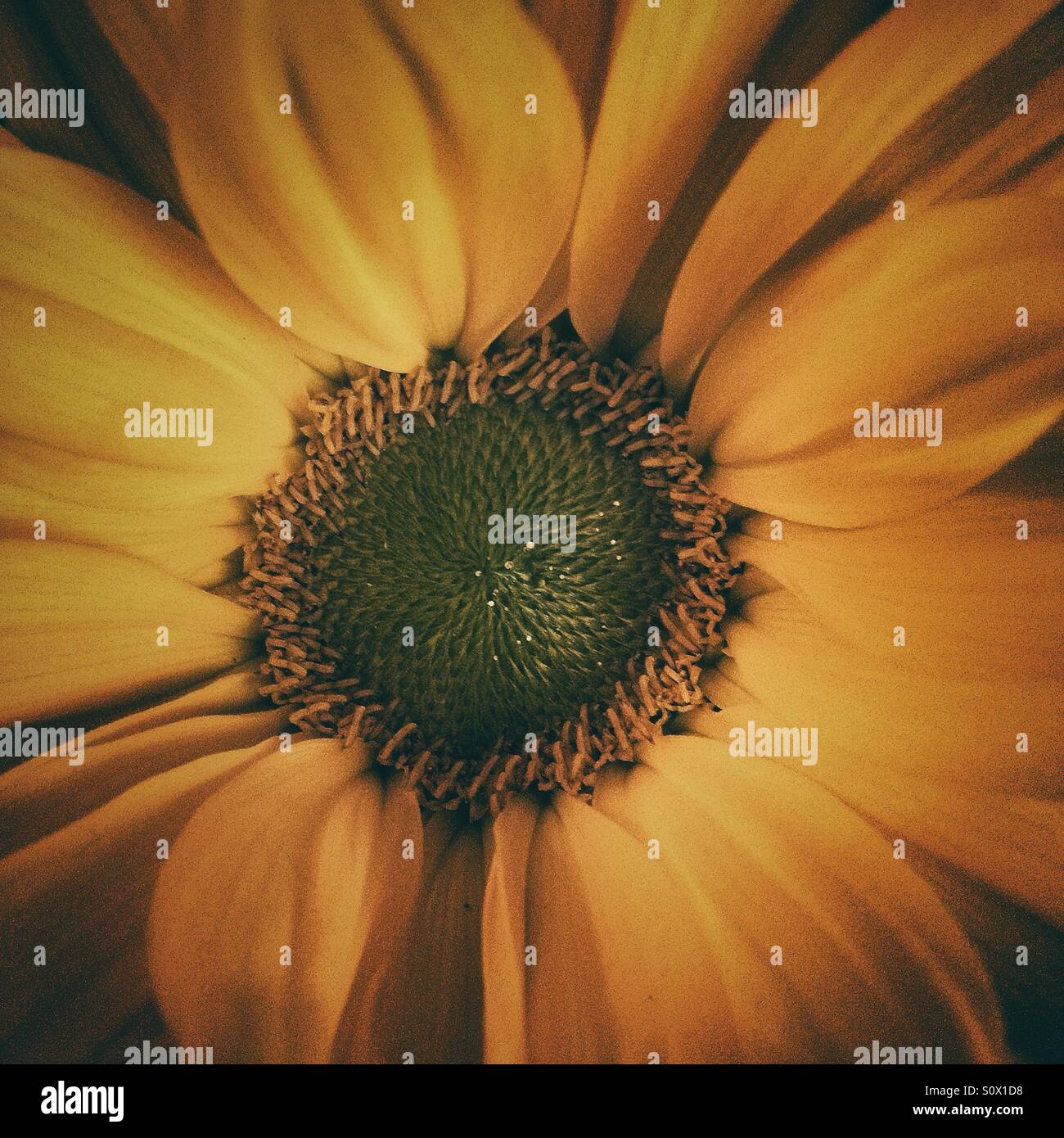 Sunflower close up Stock Photo - Alamy
