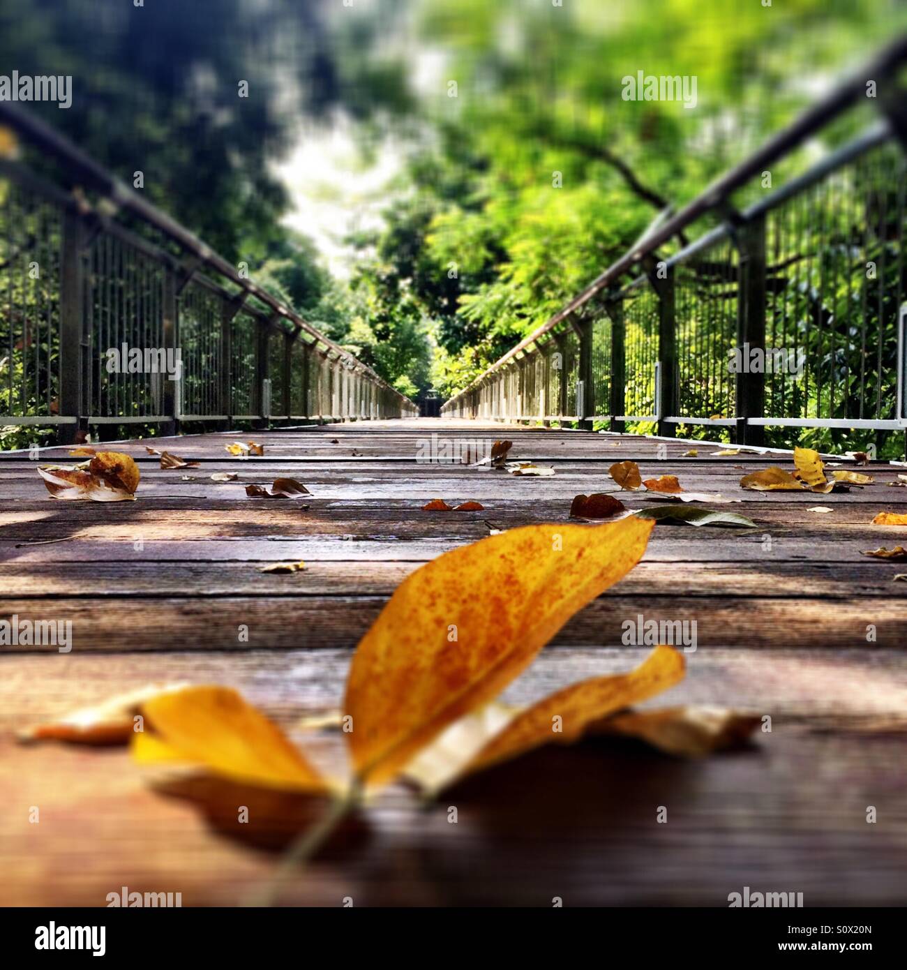 Walkway through the trees Stock Photo - Alamy