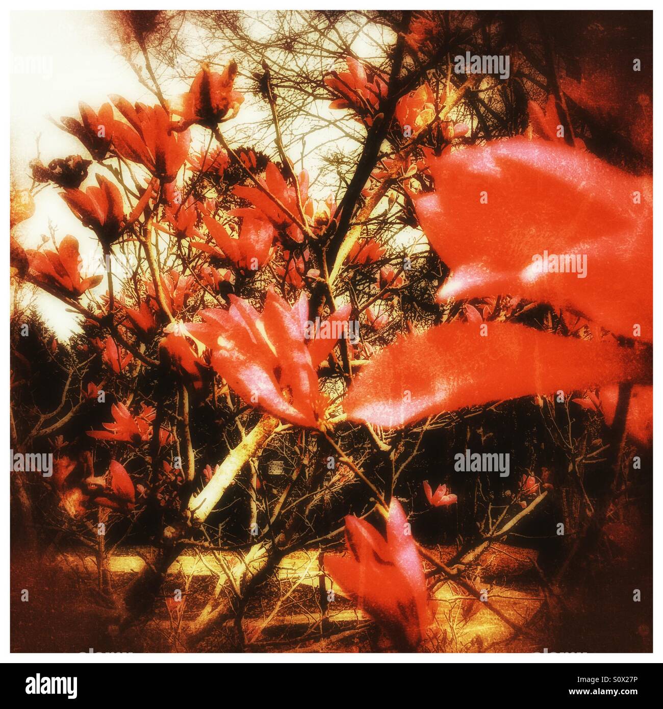 Coral flowers hi-res stock photography and images - Alamy