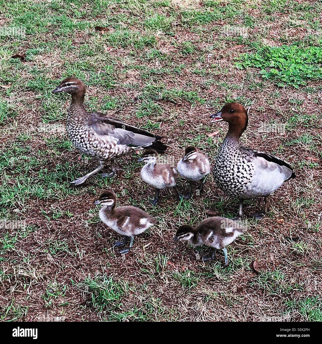 The Duck Family Stock Photo - Alamy