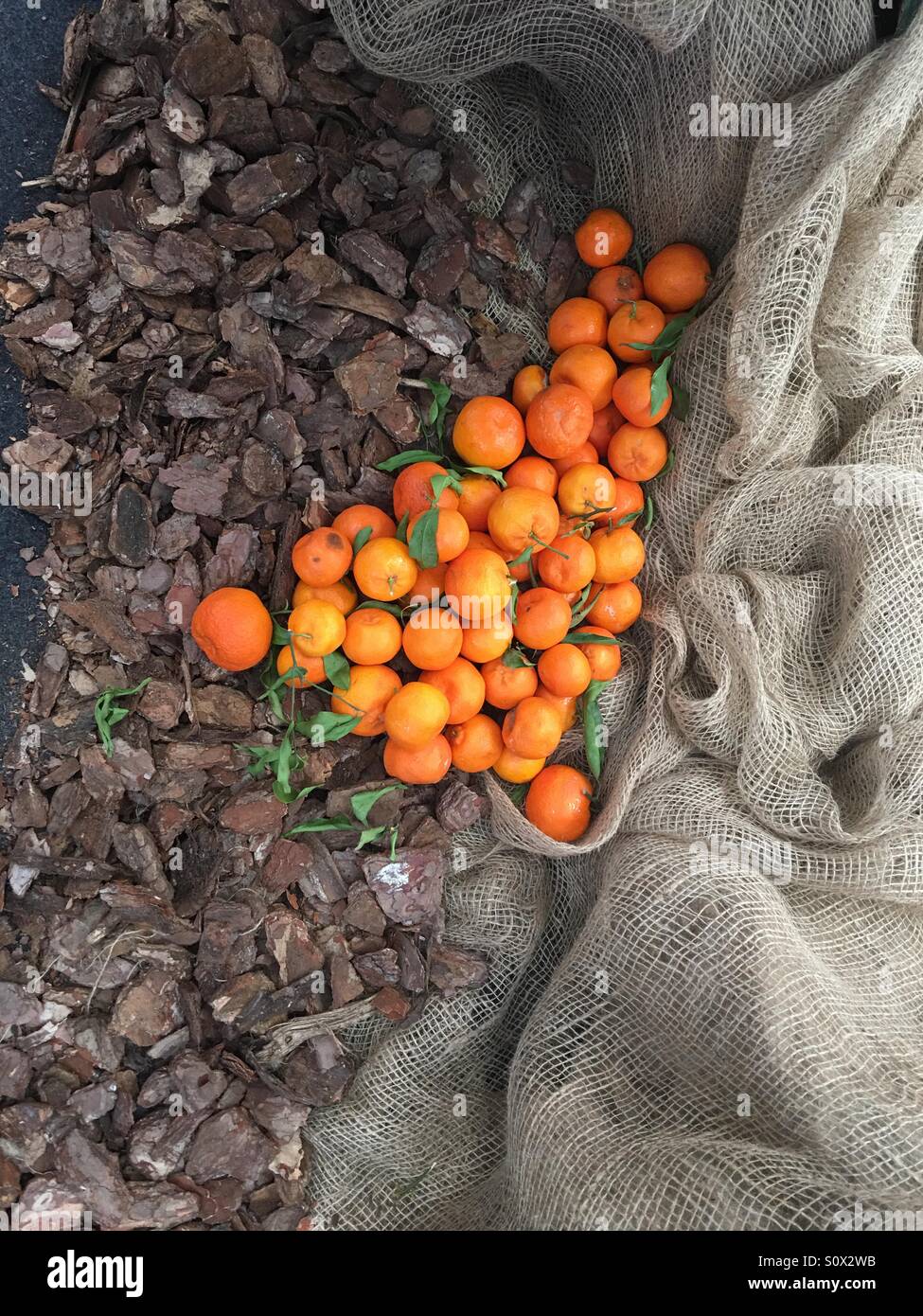 Composition of mandarins hi-res stock photography and images - Alamy