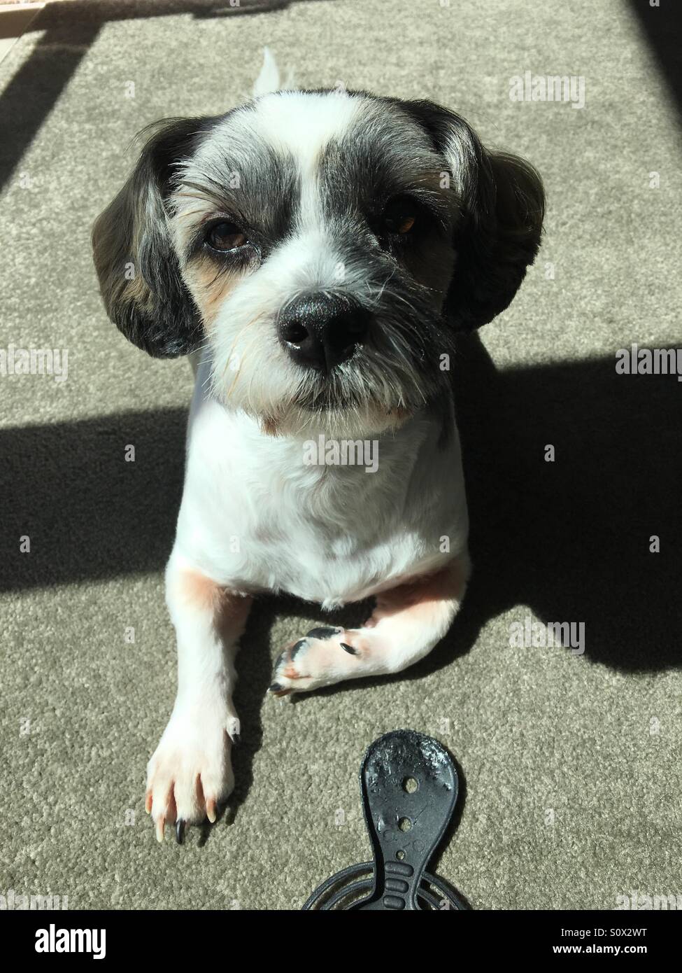 Squint dog hi-res stock photography and images - Alamy