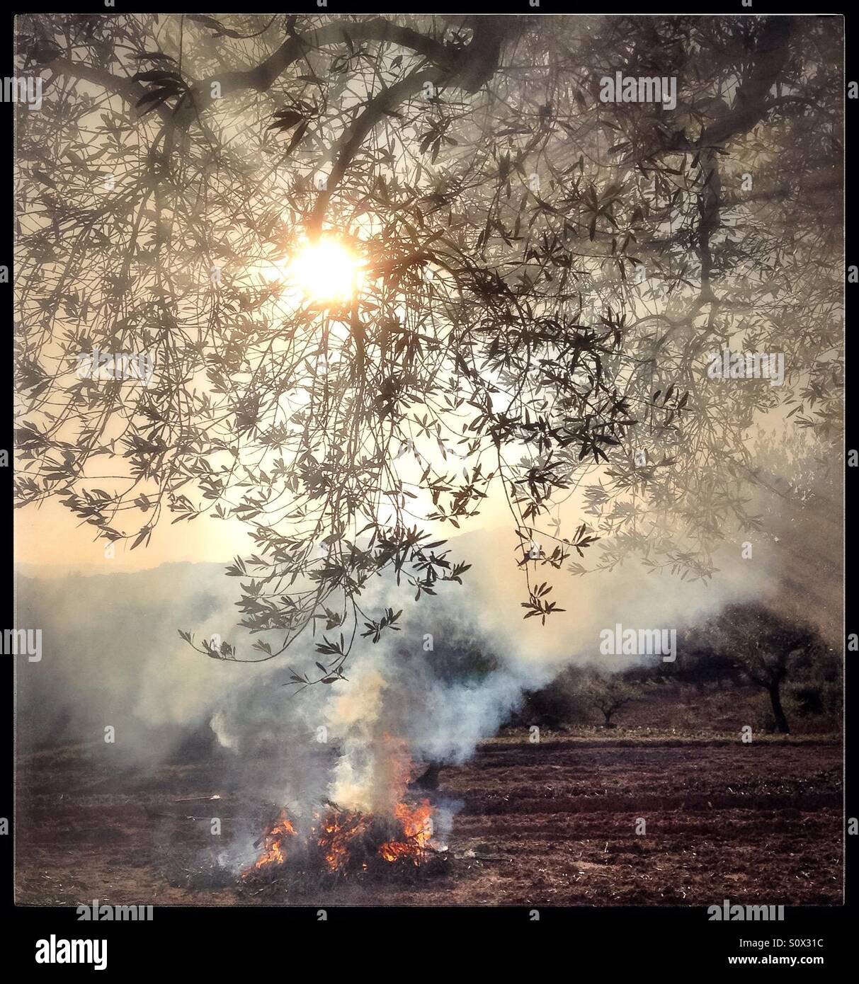 Burning the olive tree pruning's in a Spanish olive grove Stock Photo ...