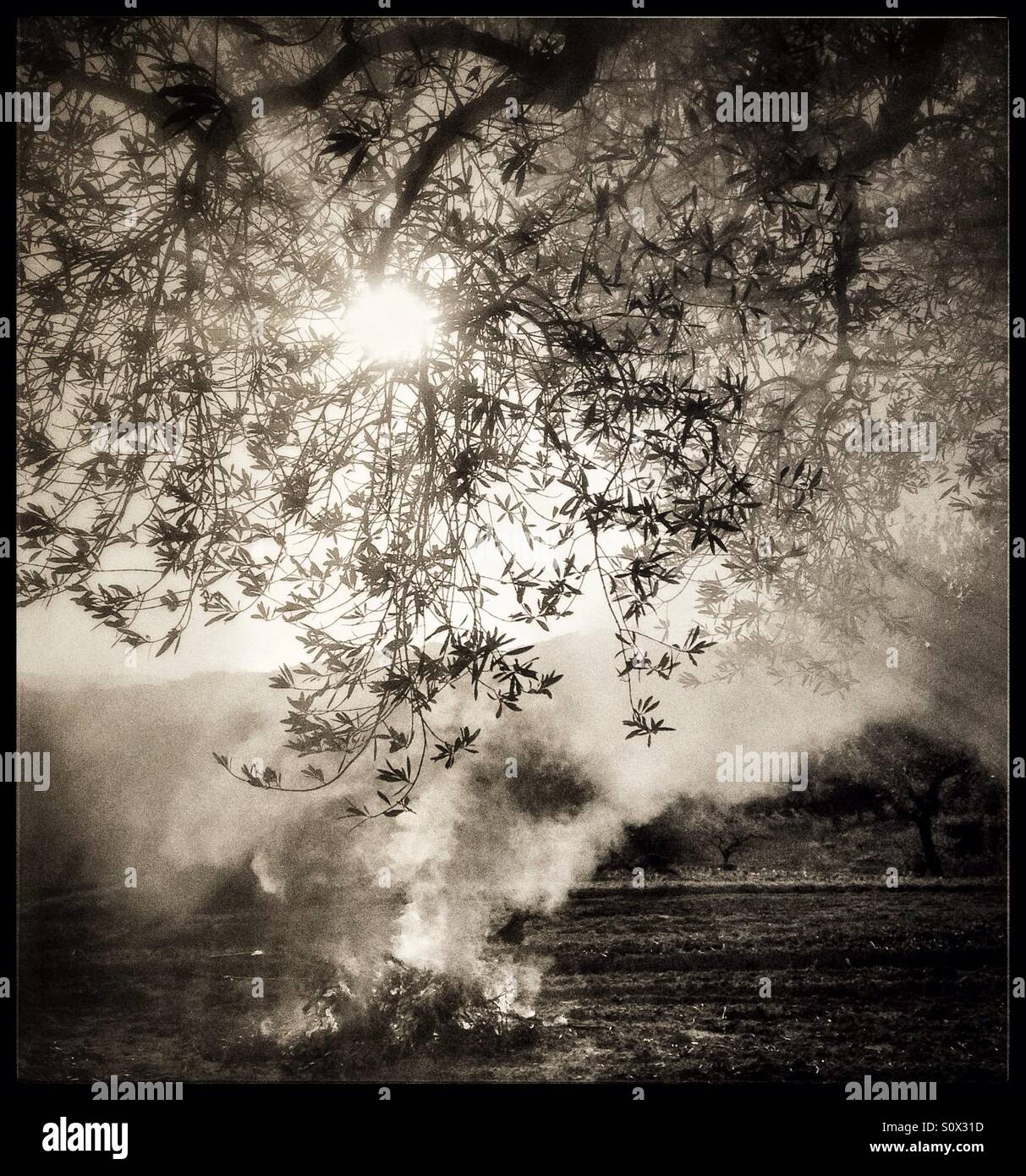 Burning the olive tree pruning's in a Spanish olive grove Stock Photo ...