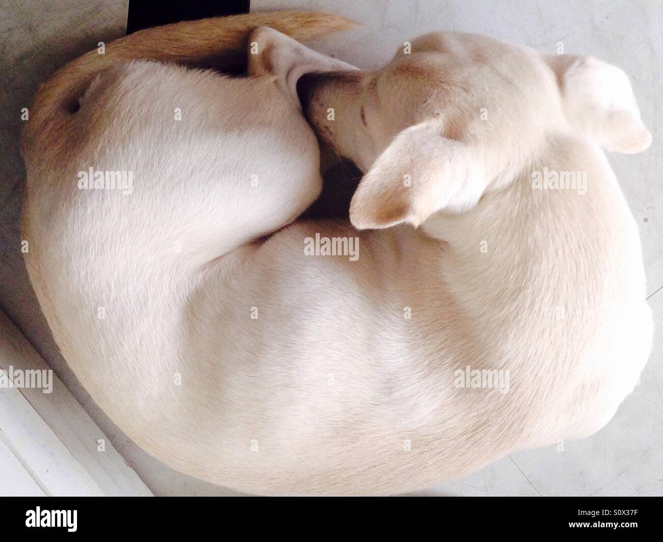 Cuddler hi-res stock photography and images - Alamy