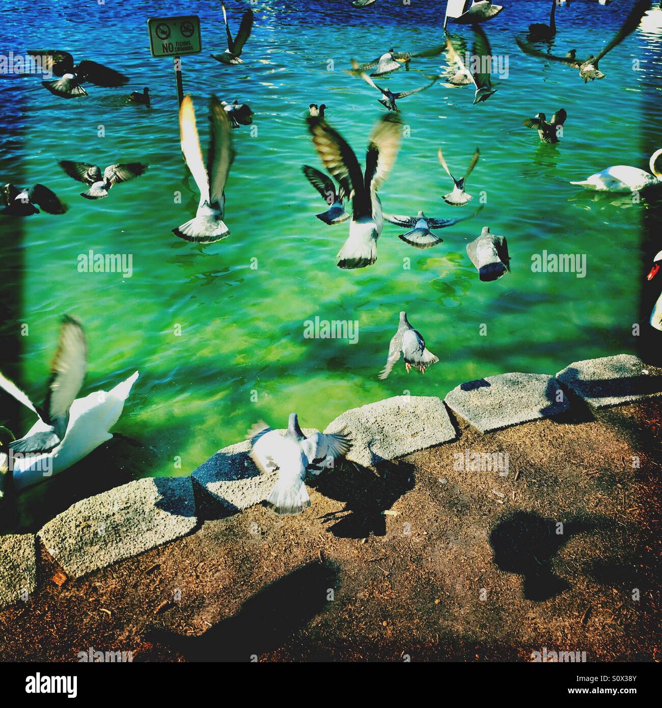 Flying wings pigeons hi-res stock photography and images - Alamy