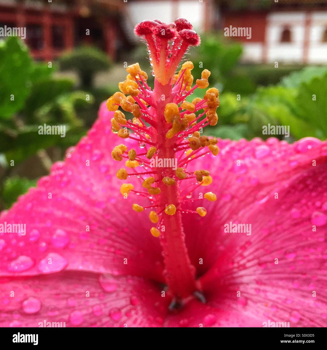Pink flower in the rain hi-res stock photography and images - Alamy
