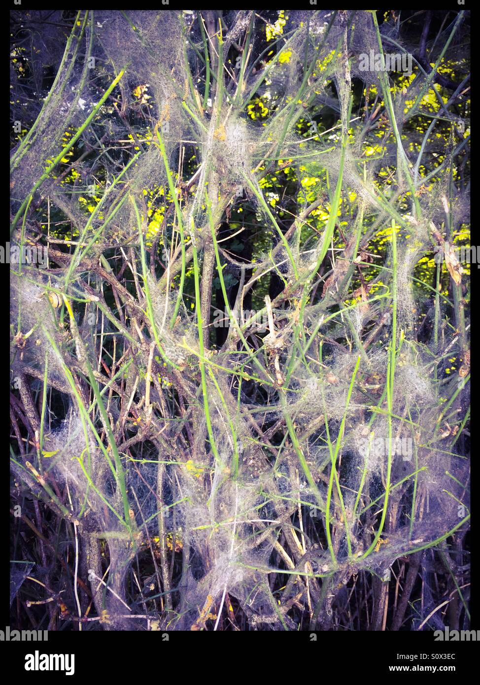 Cobwebs in nature hi-res stock photography and images - Alamy