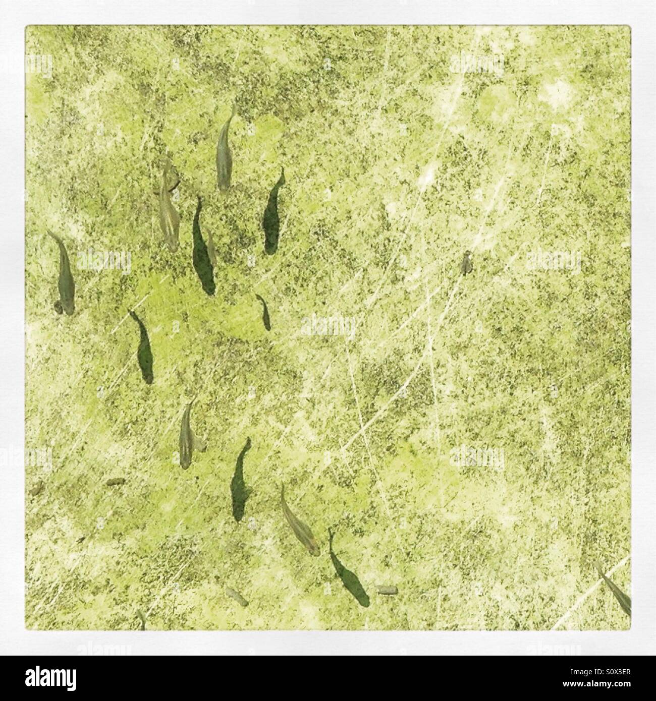 Fish shadow hi-res stock photography and images - Alamy