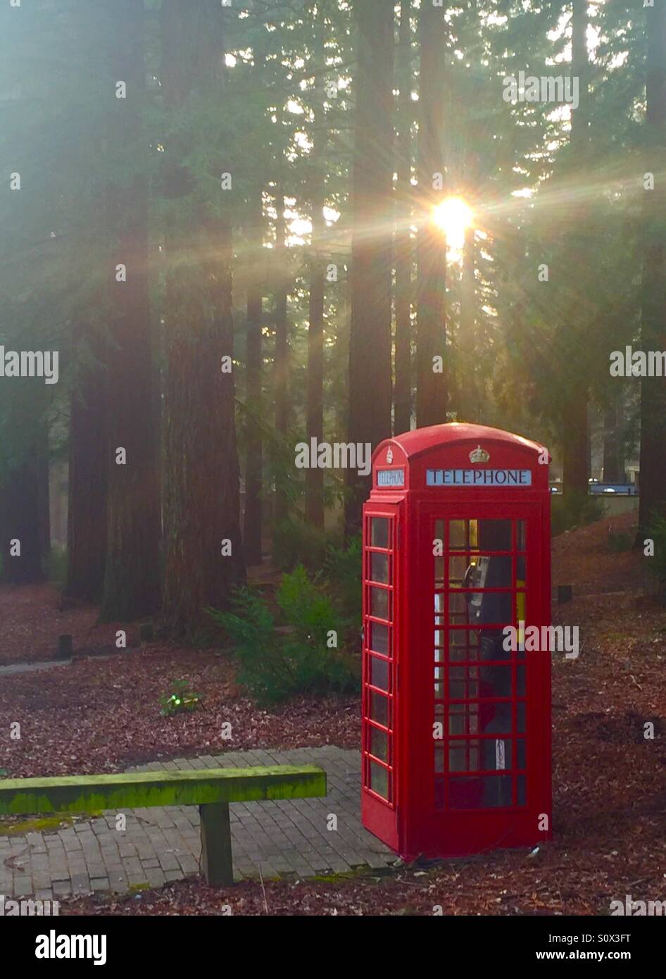 Box forest hi-res stock photography and images - Alamy