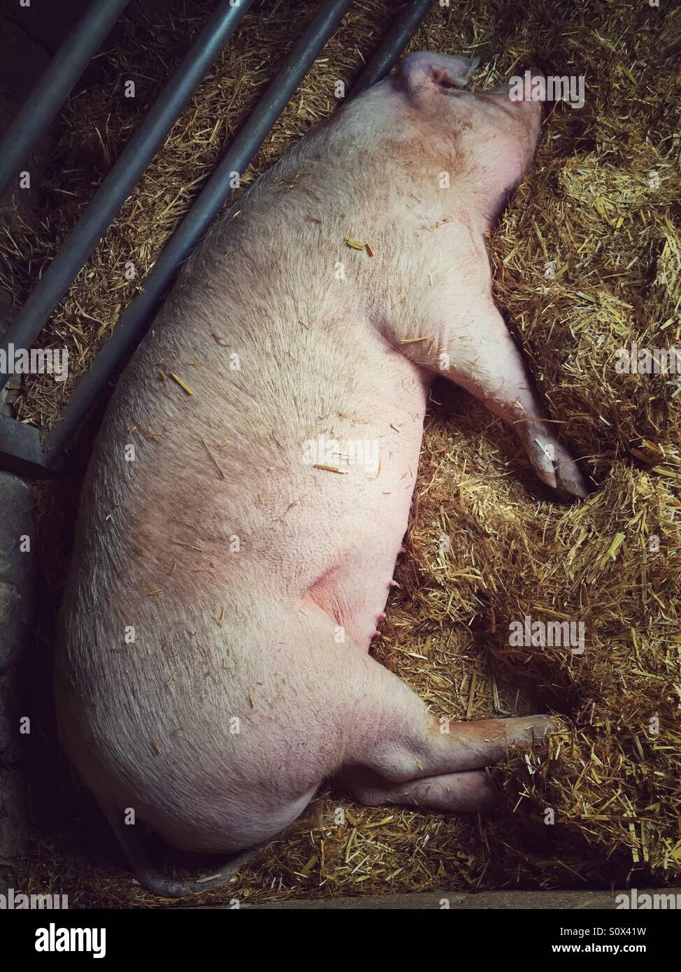 Big pig sleeping Stock Photo - Alamy