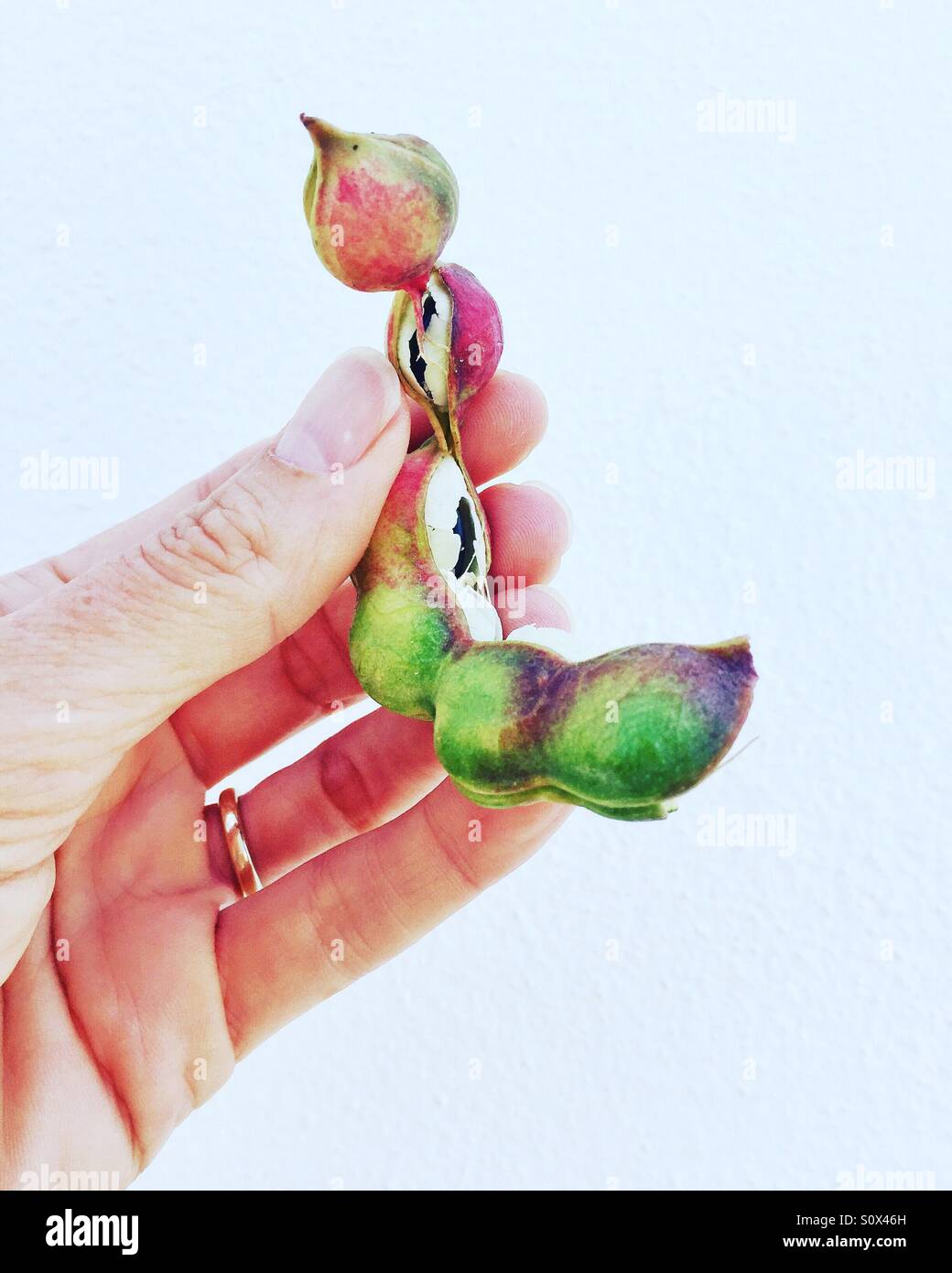 Guamuchil Tree