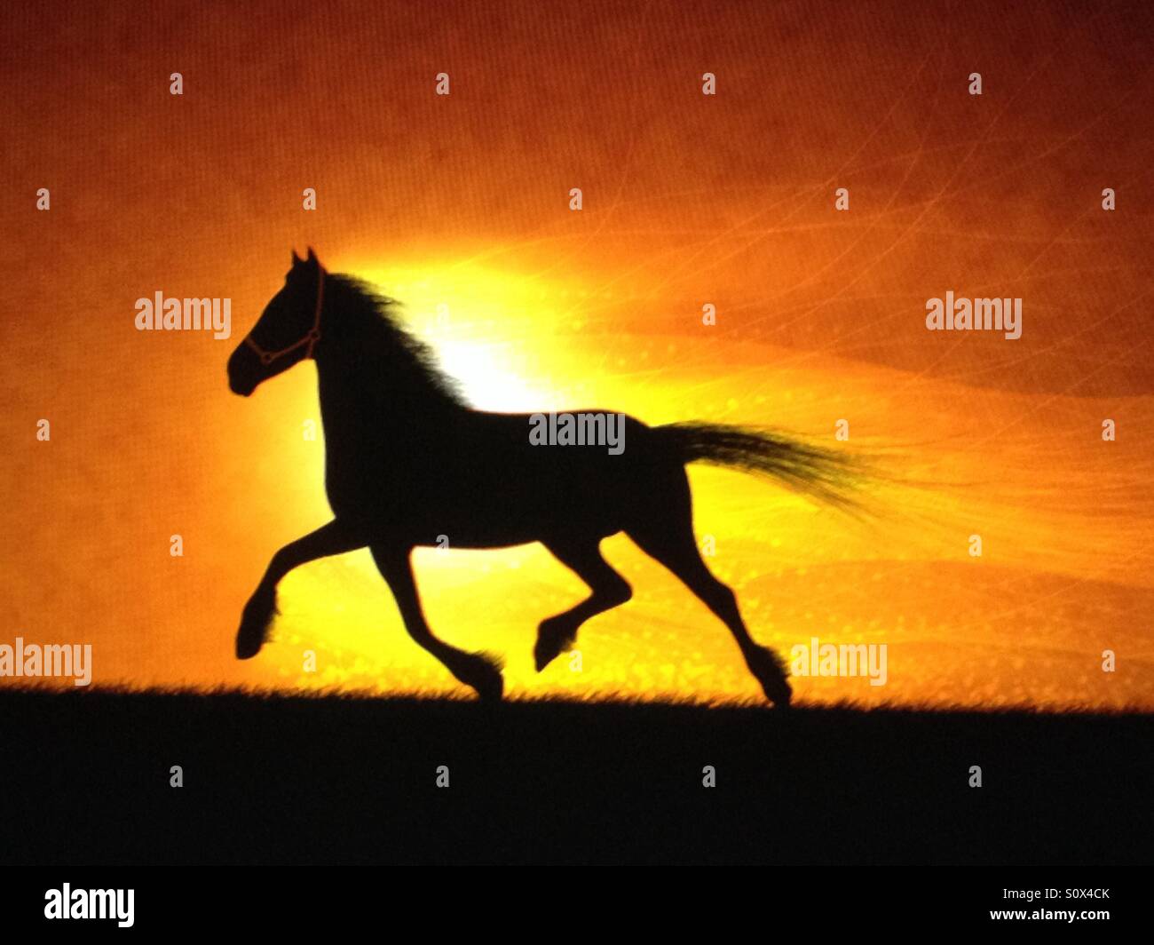 Horse and its shadow hi-res stock photography and images - Alamy