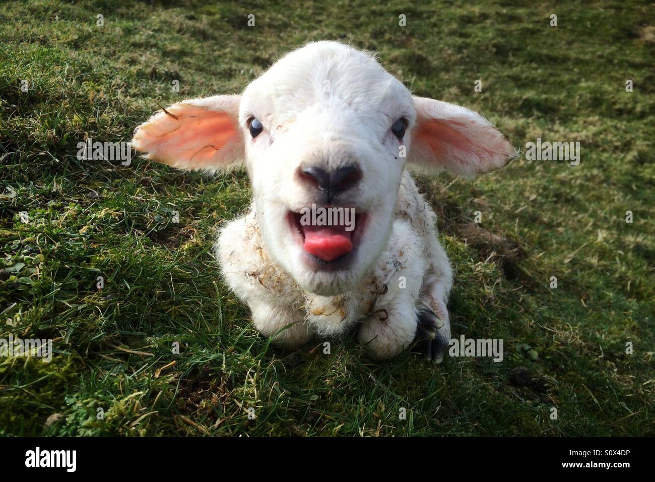 Lamb bleating hi-res stock photography and images - Alamy
