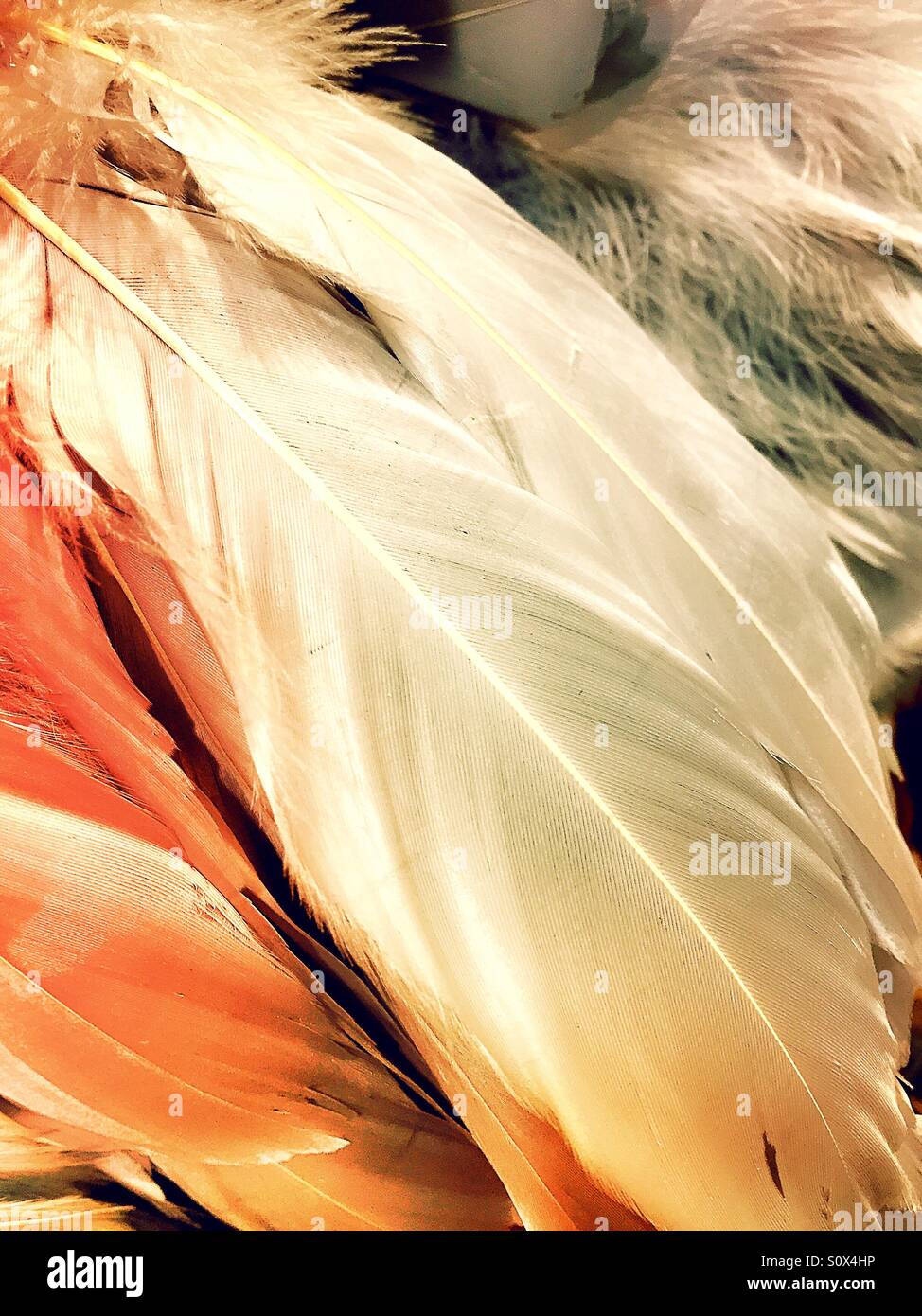 Multiple feathers hi-res stock photography and images - Alamy