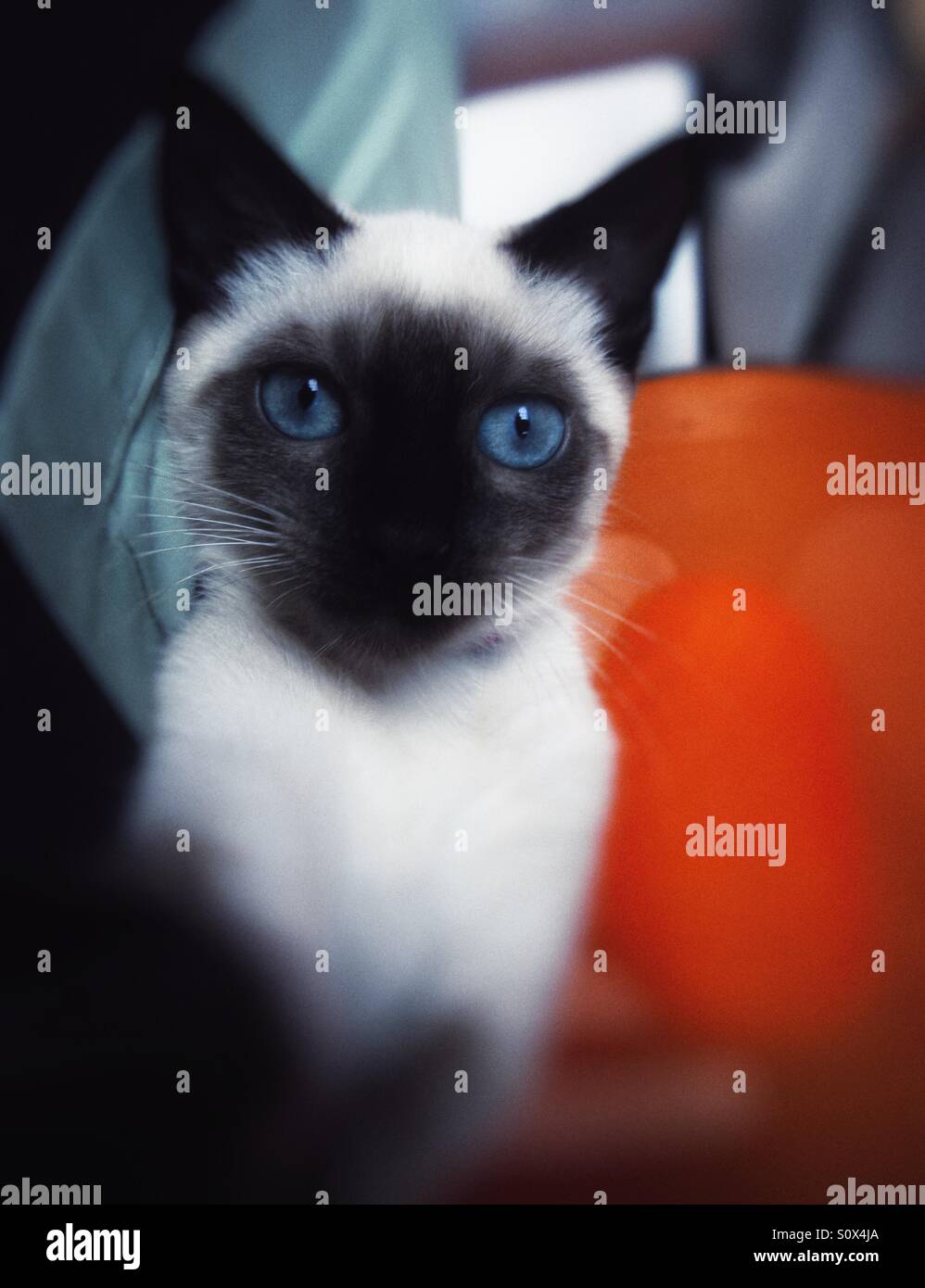 Cat Siam High Resolution Stock Photography and Images - Alamy