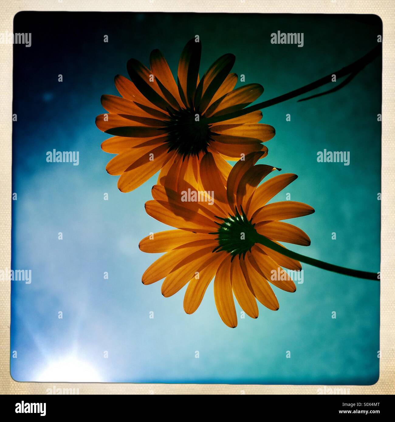 Flowers shot hi-res stock photography and images - Alamy