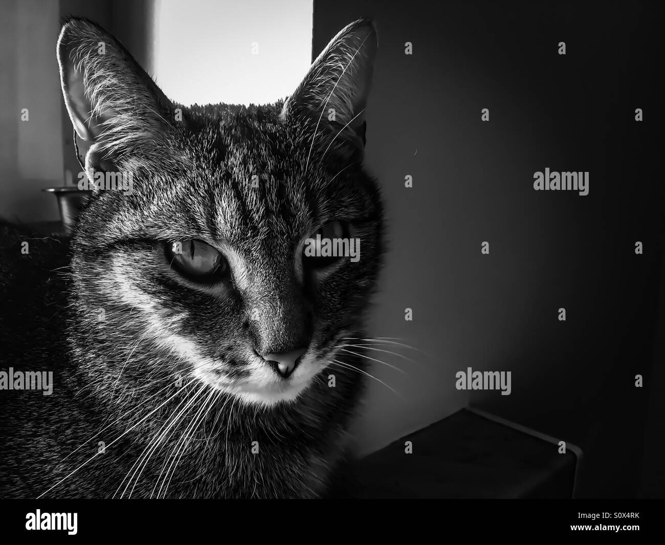 High Contrast Cat Photography