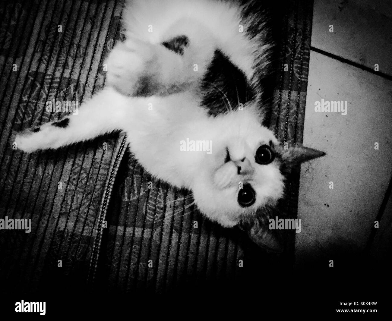 Black and white cat funny hi-res stock photography and images - Alamy