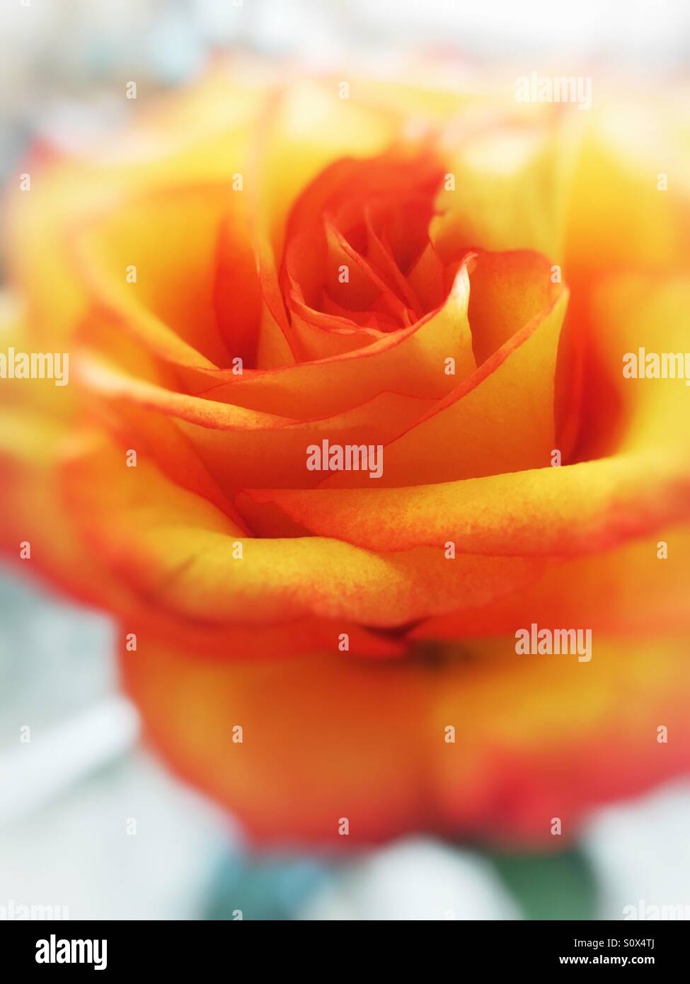 Two tone rose petals hi-res stock photography and images - Alamy