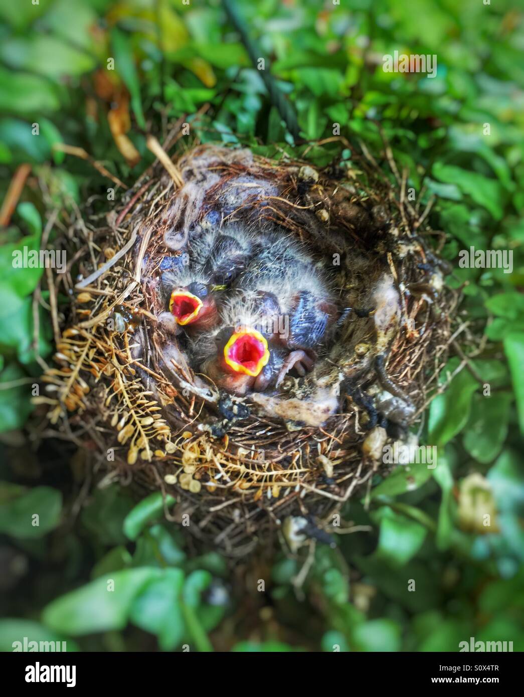 Baby birds hi-res stock photography and images - Alamy