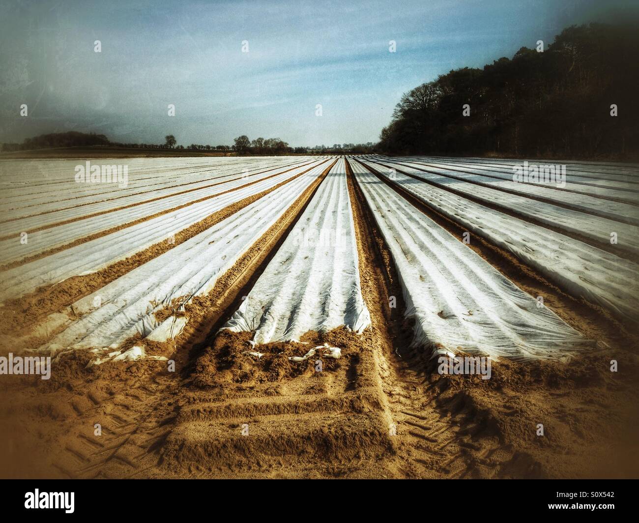 Sheeting sheet hi-res stock photography and images - Alamy