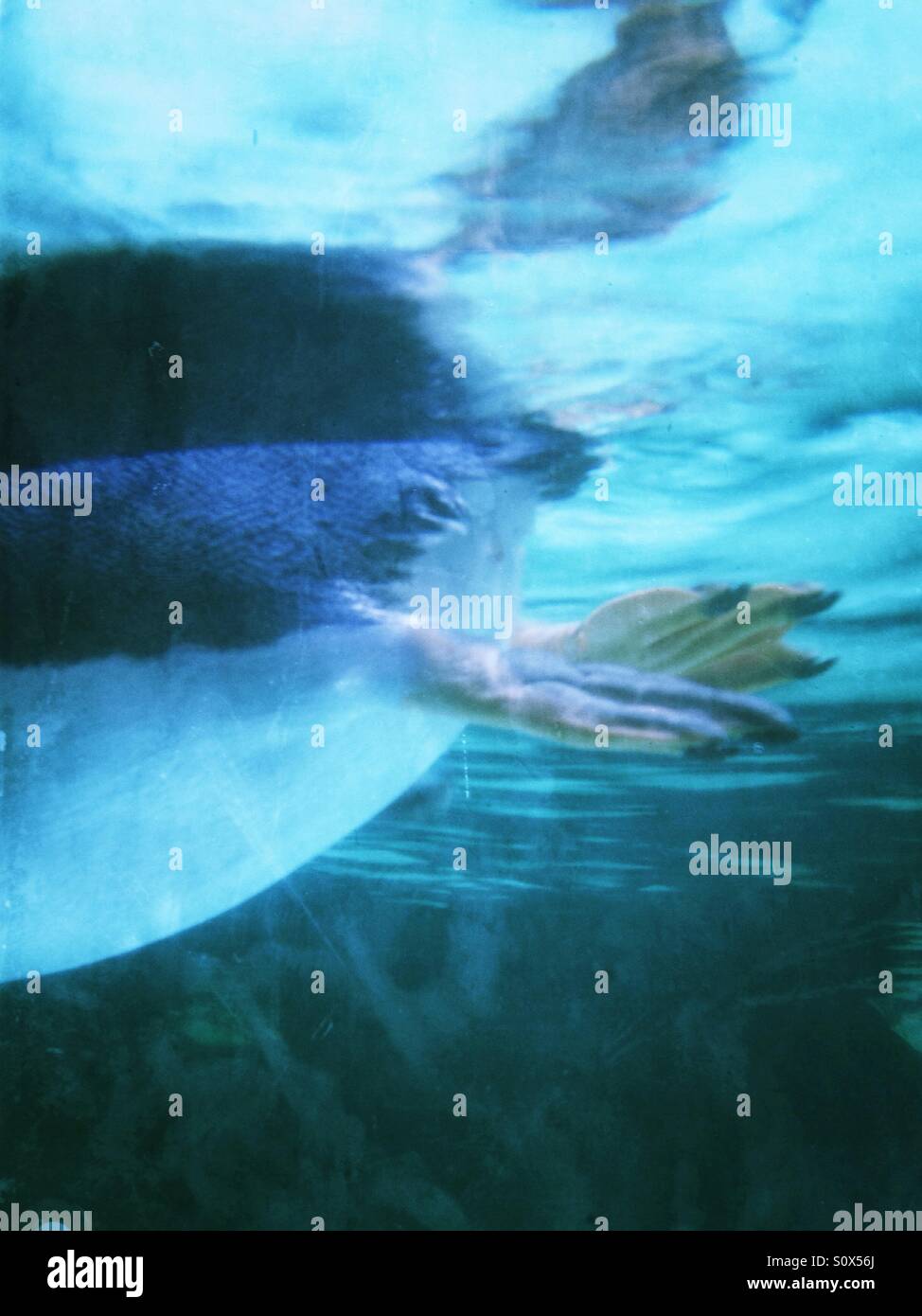 Webbed feet hi-res stock photography and images - Alamy