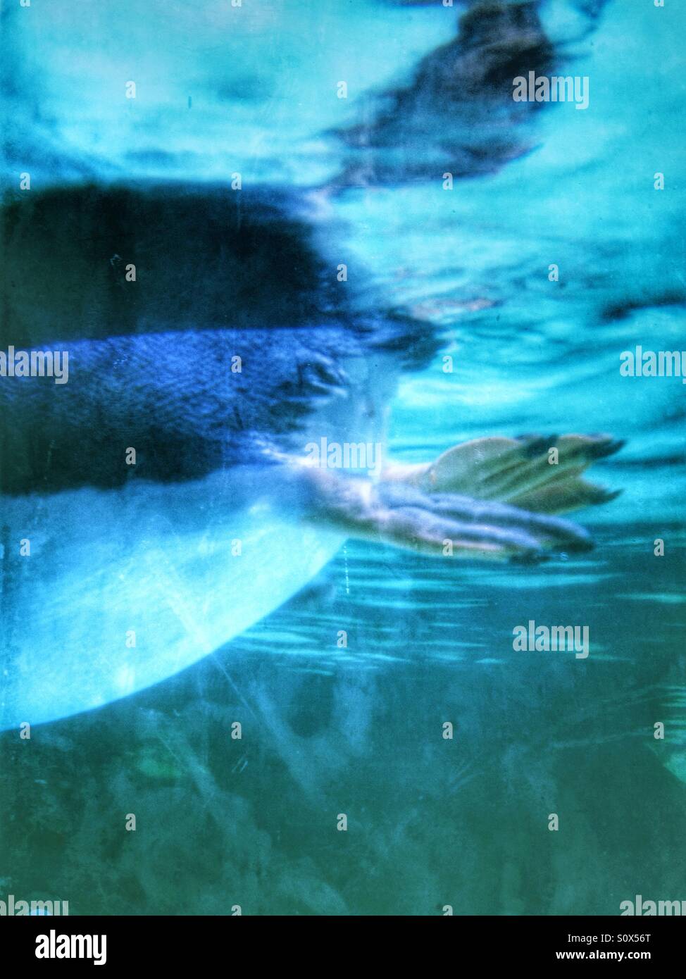 Webbed feet High Resolution Stock Photography and Images - Alamy