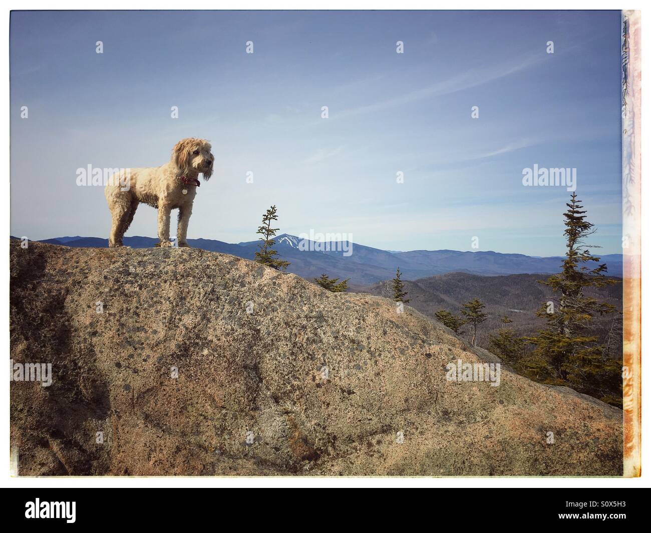 Dog on mountain hi-res stock photography and images - Alamy