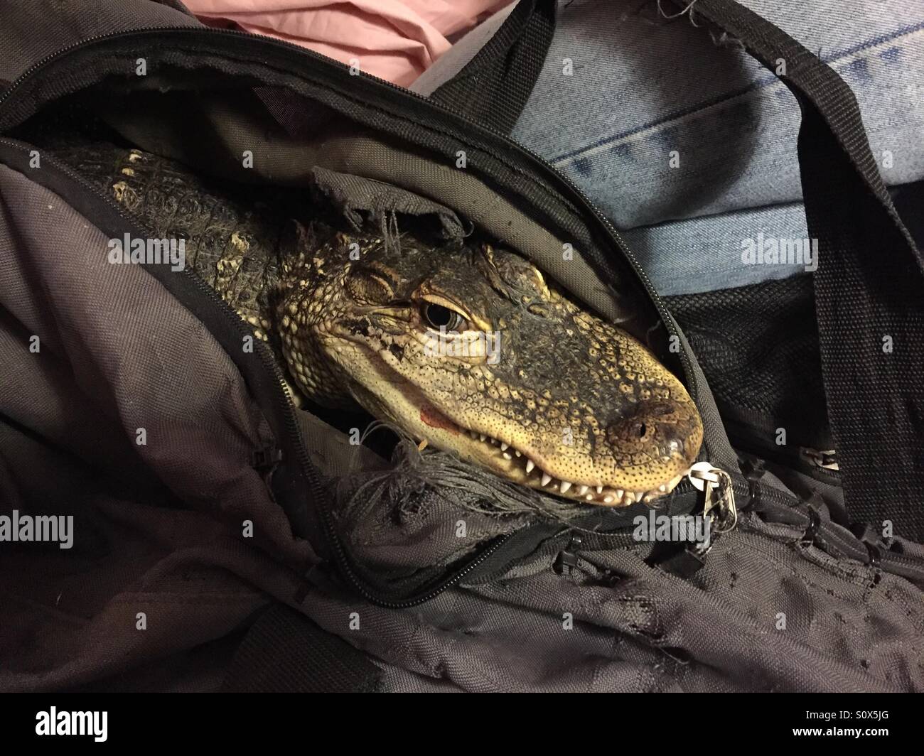 Alligator in a handbag Stock Photo - Alamy