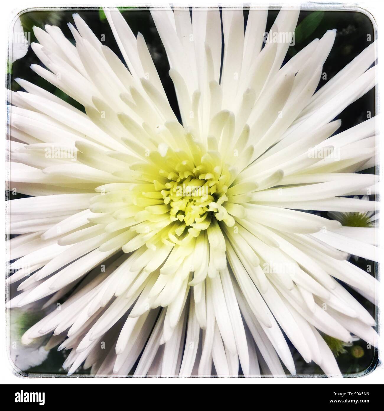 Mum Flower High Resolution Stock Photography and Images - Alamy