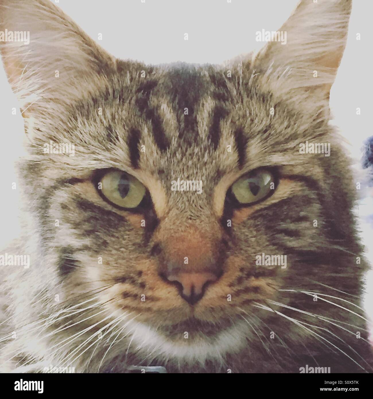 Tigger cat hi-res stock photography and images - Alamy