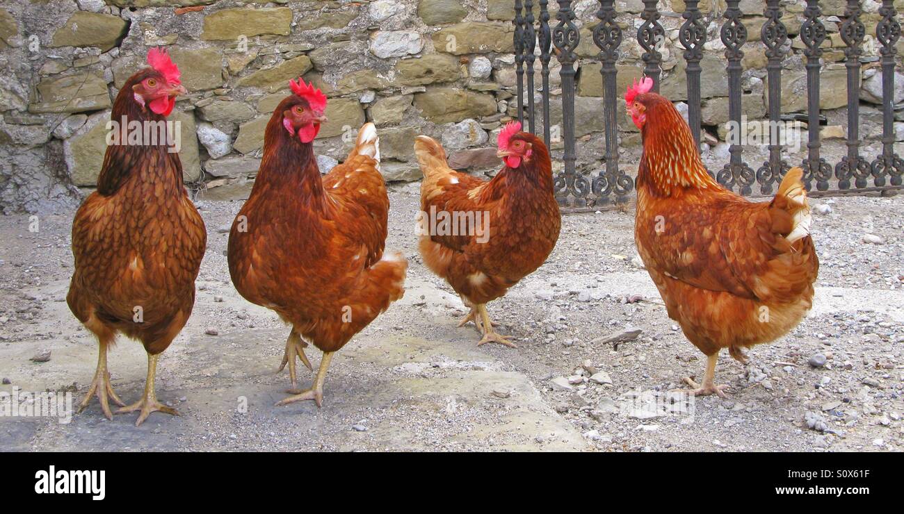 Four chicken outdoors Stock Photo - Alamy