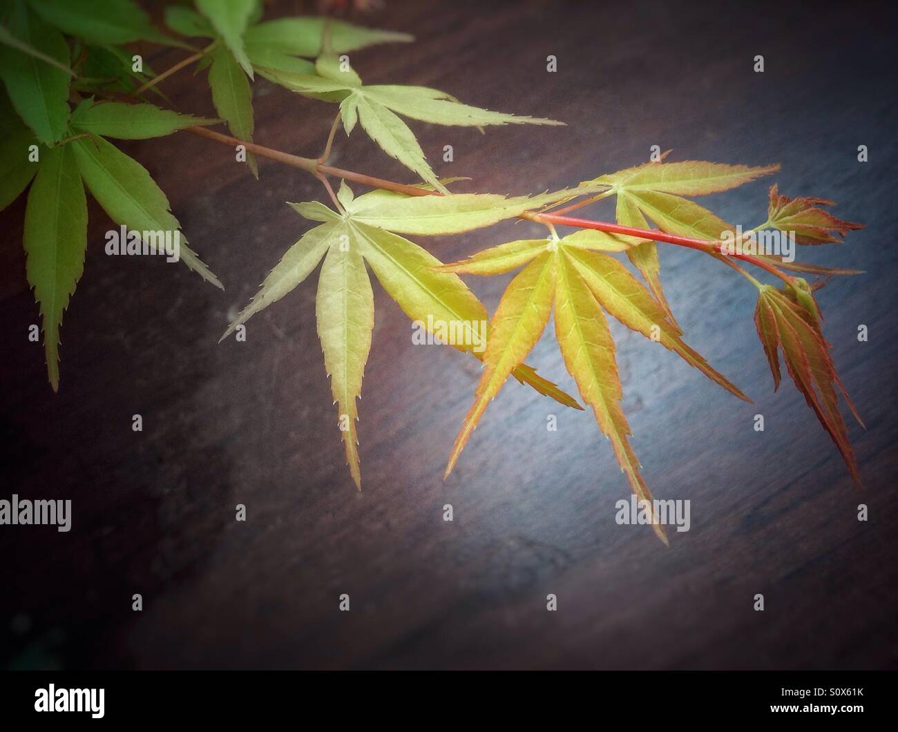 Japanese maple bonsai tree leaves Stock Photo - Alamy