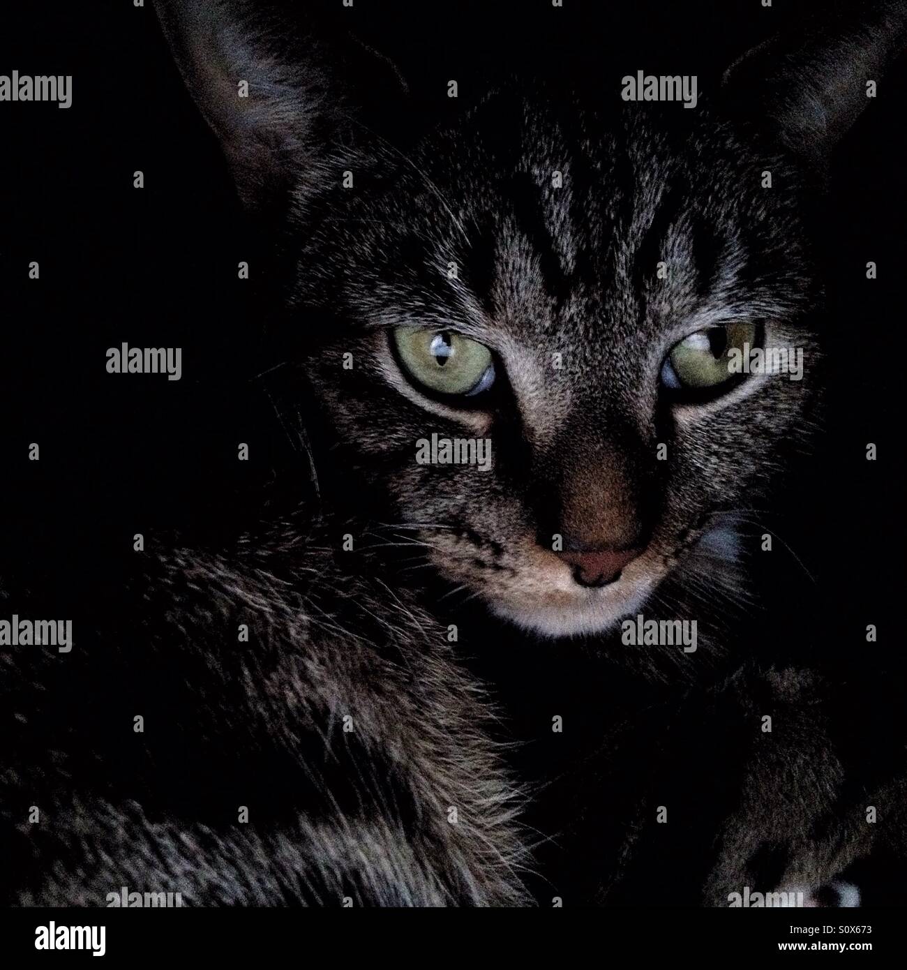 Shadow Of The Cat High Resolution Stock Photography and Images - Alamy