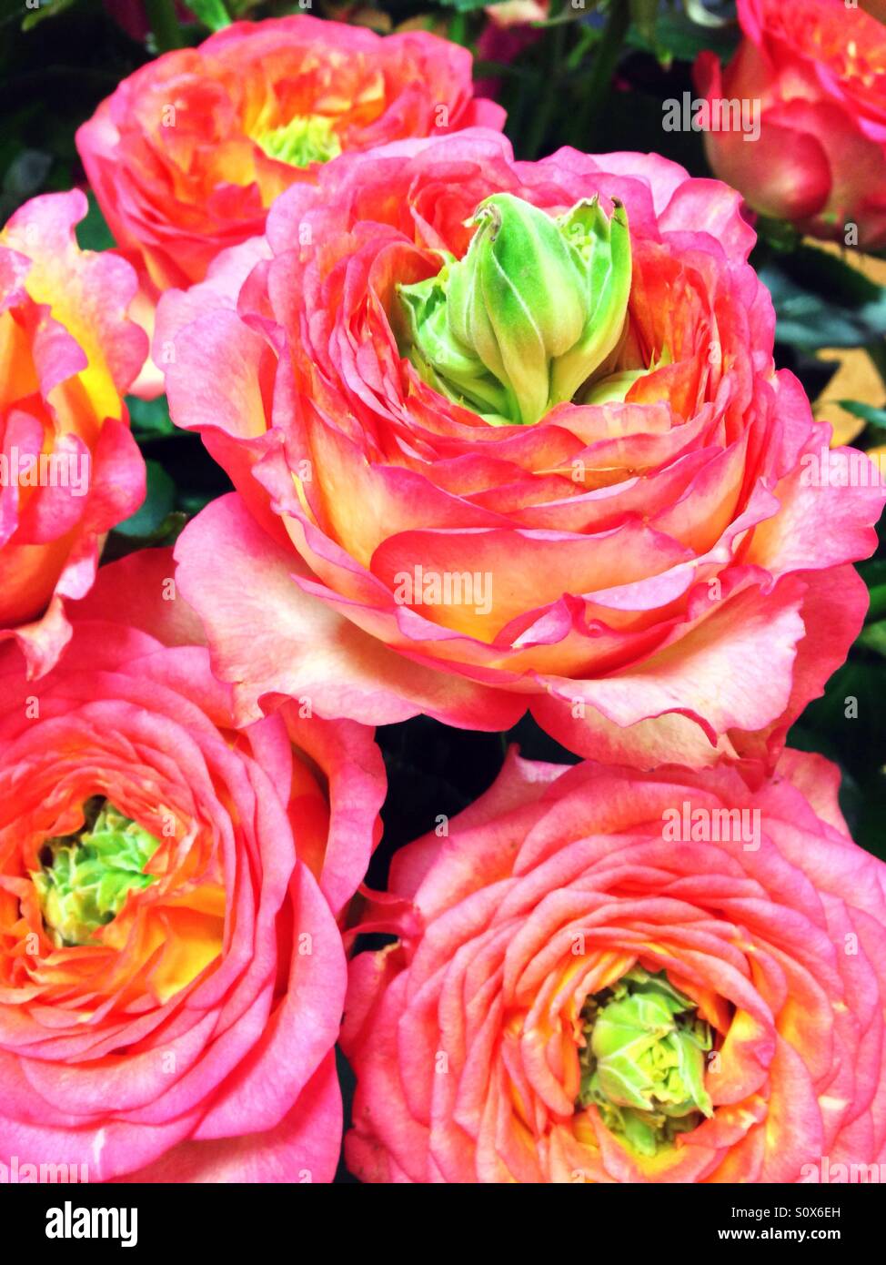 Bundle of pink, yellow and green roses Stock Photo - Alamy