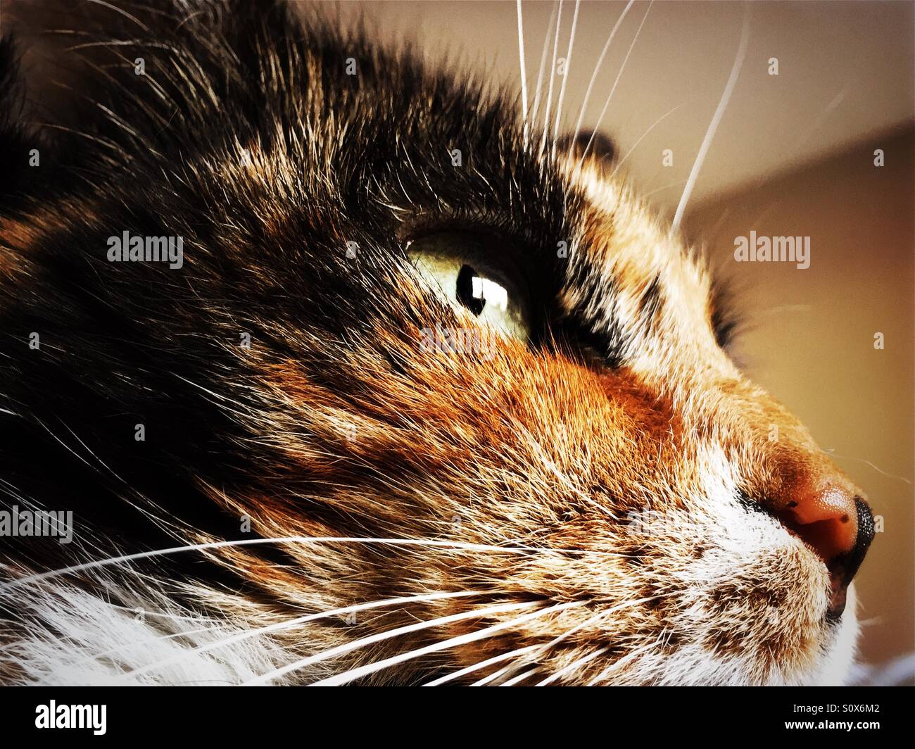 Tortoise shell cat hi-res stock photography and images - Alamy