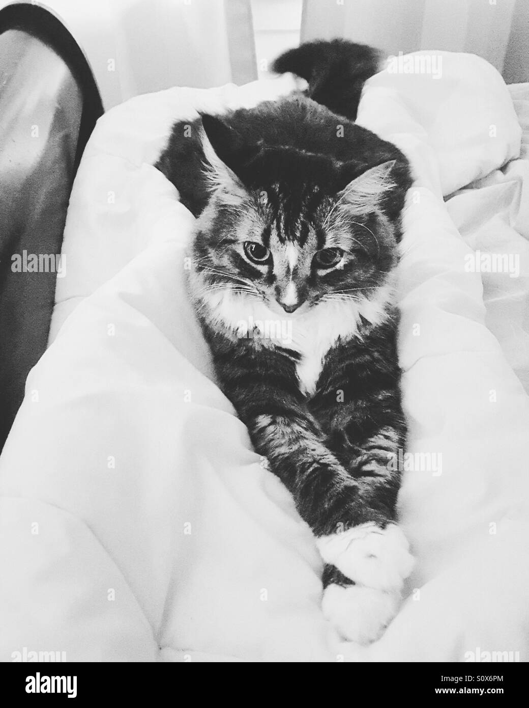 Sleepy cozy cat hi-res stock photography and images - Alamy