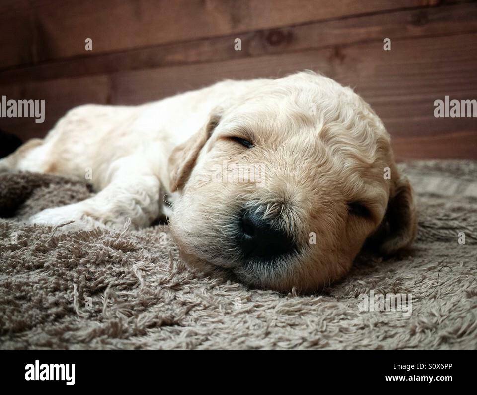 Sleeping Labradoodle High Resolution Stock Photography and Images - Alamy