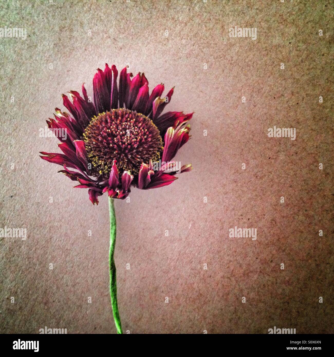Decaying flower hi-res stock photography and images - Alamy