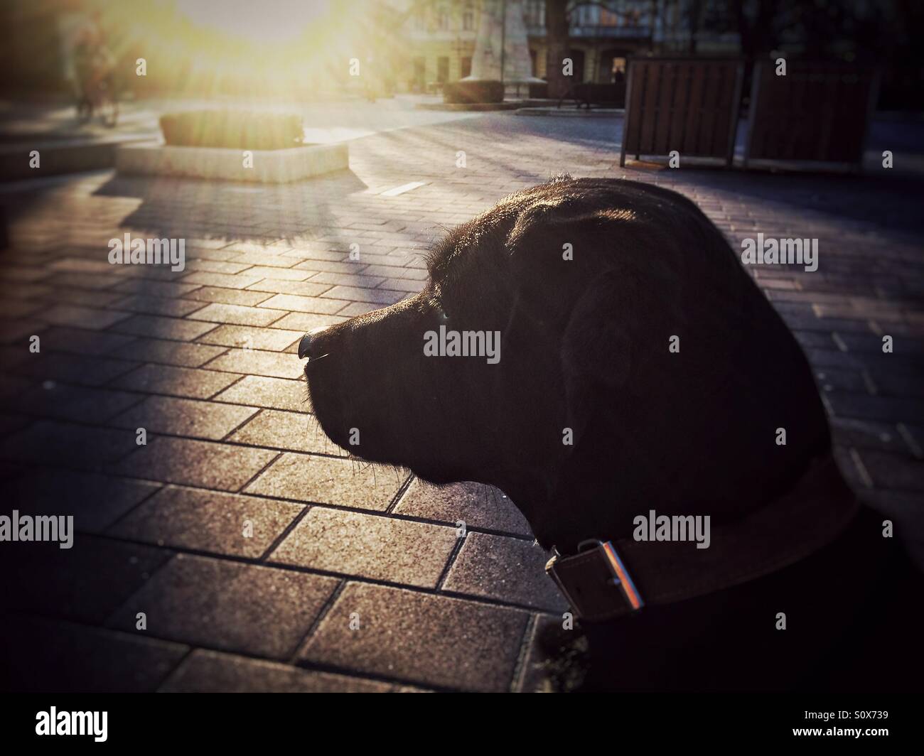 Labrador city hi-res stock photography and images - Alamy