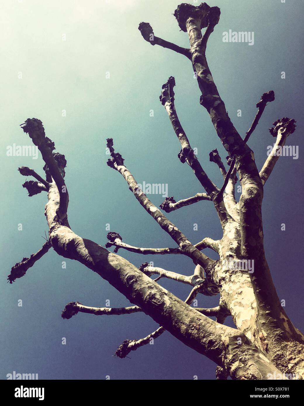 Tree branches reaching blue sky hi-res stock photography and images - Alamy