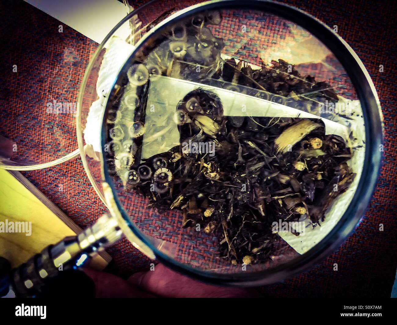 Magnified hi-res stock photography and images - Alamy