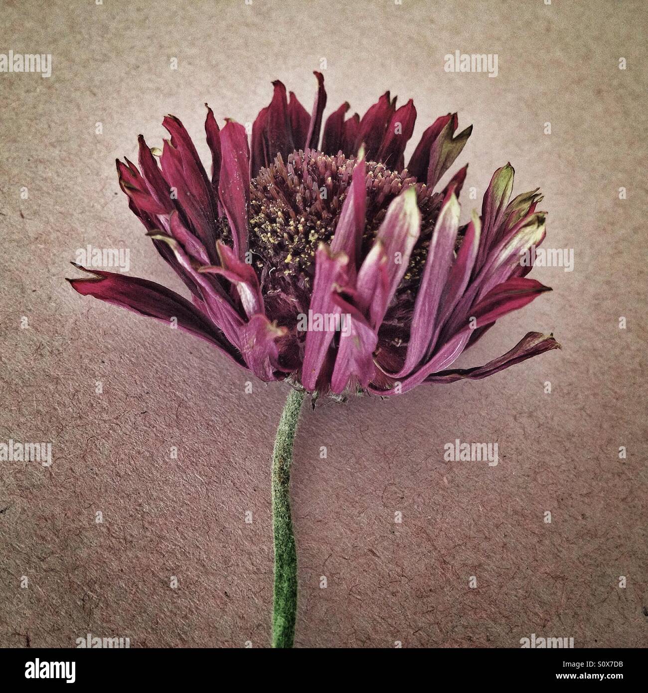Decaying Gerbera flower Stock Photo - Alamy