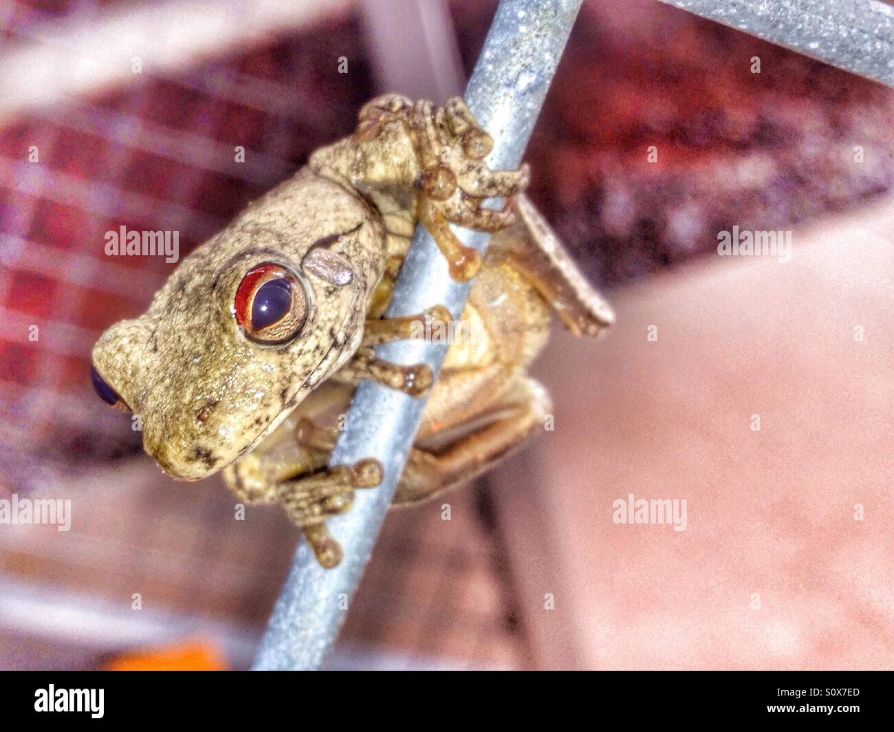 Roths Tree frog (Litoria rothi), is an Australian native frog, here ...