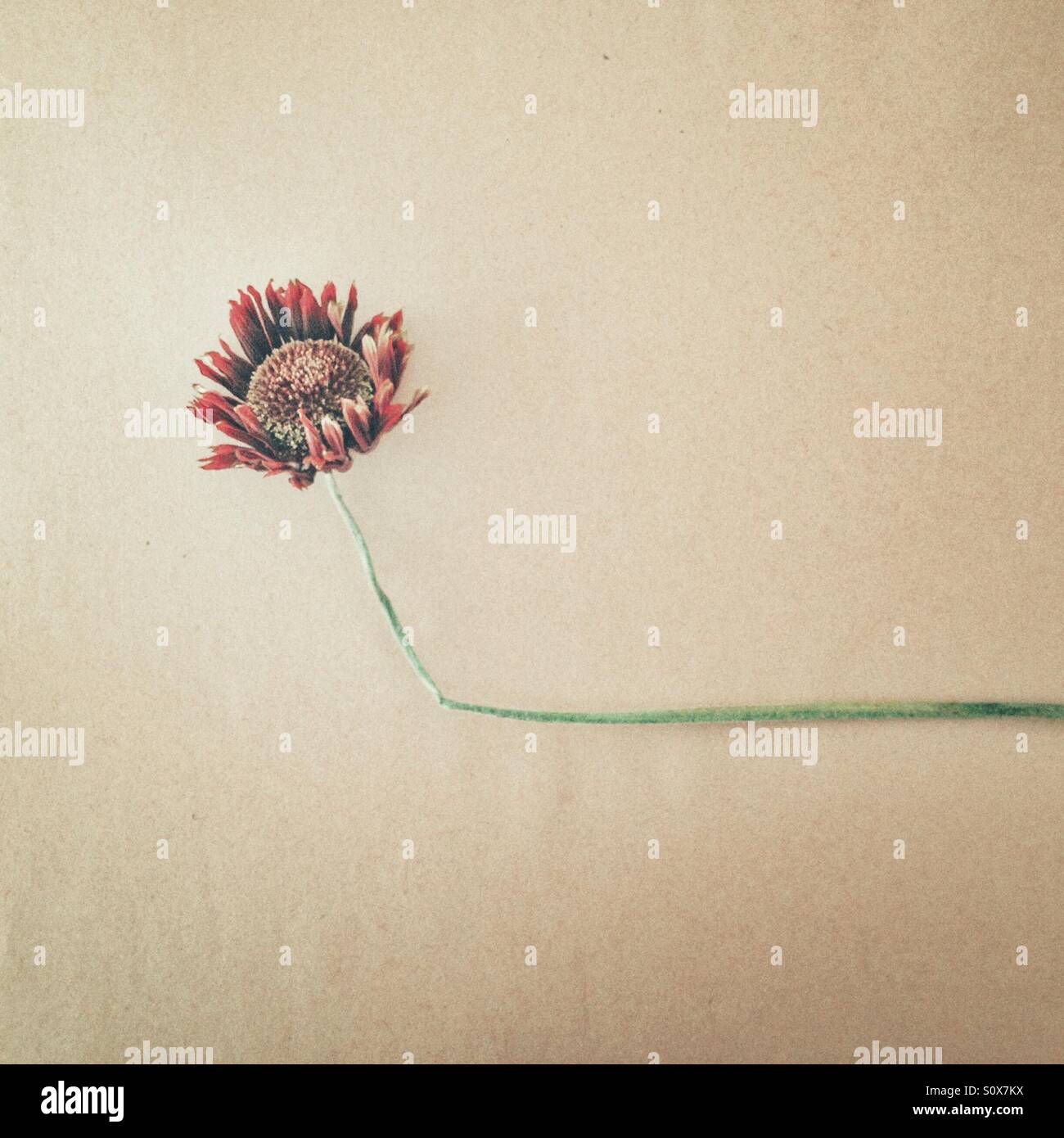 Decaying portrait hi-res stock photography and images - Alamy