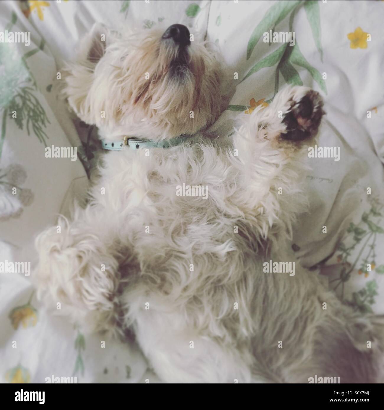 Snuggles hi-res stock photography and images - Alamy